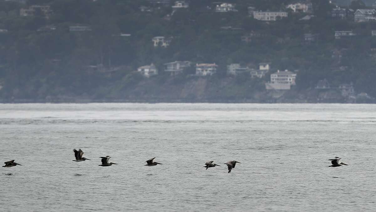 Independent filmmaker zooms in on pelicans