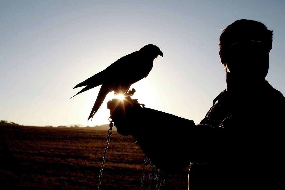 In one big vineyard, a world of its own