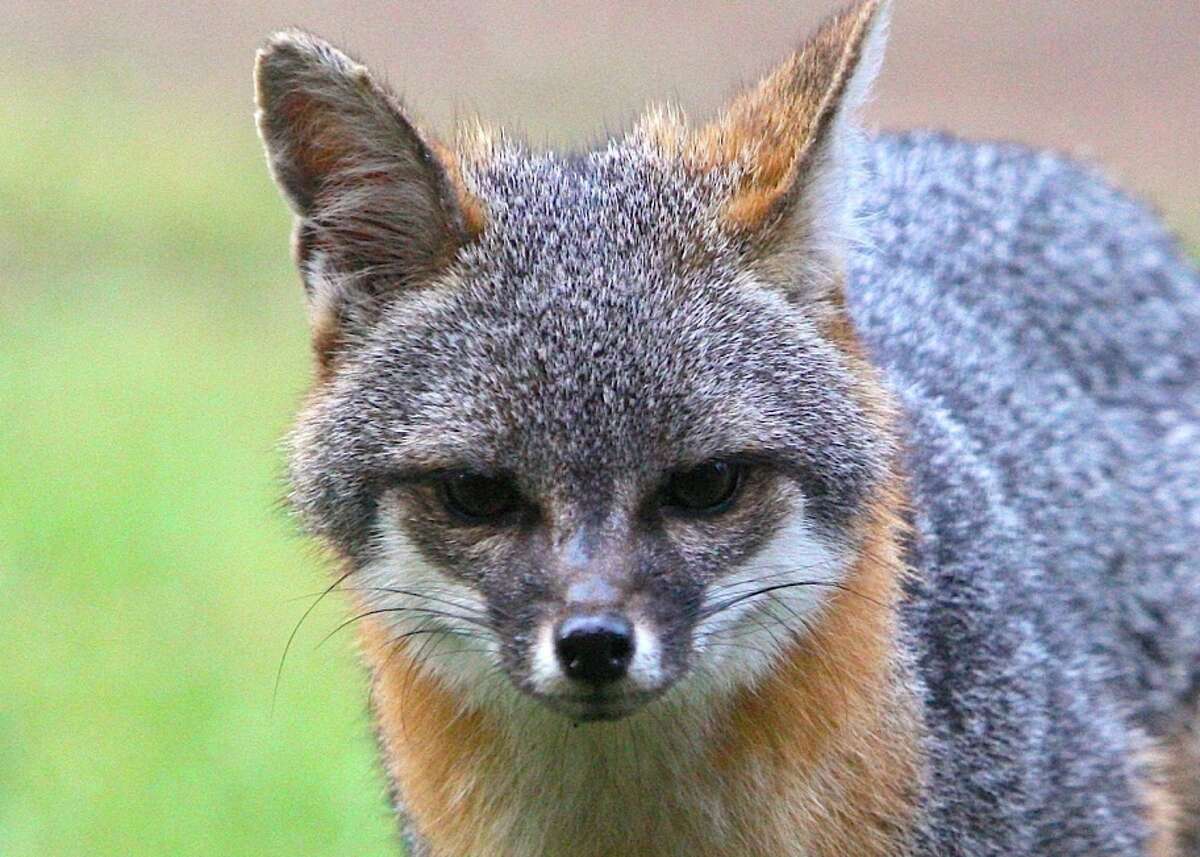 Great wildlife photos take skill, luck and gear