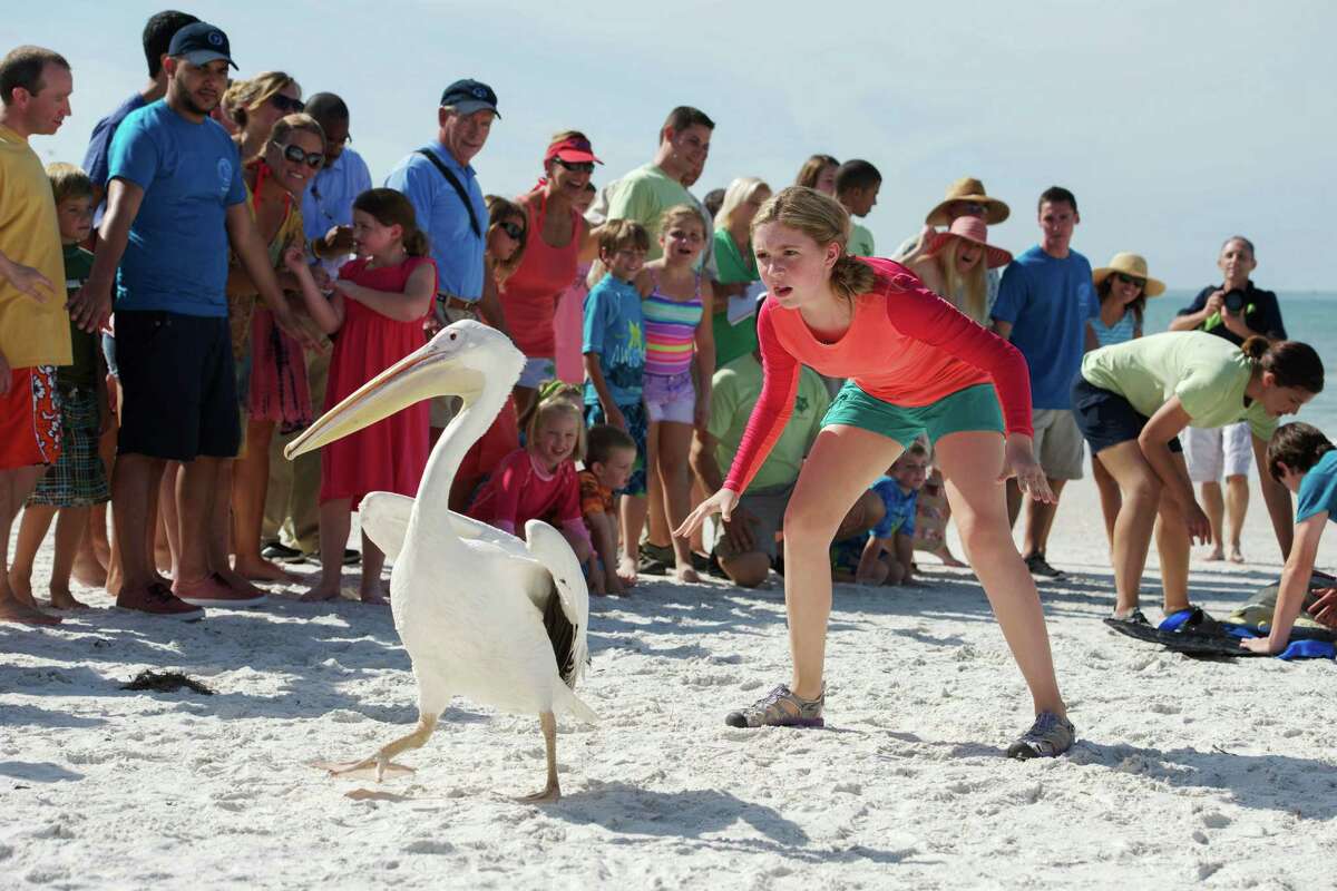 'Dolphin 2' swims astray