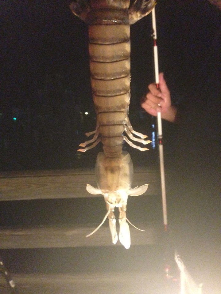 Giant shrimp as long as your arm caught off Florida coast