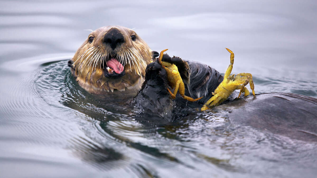 Great white sharks partly to blame for otter recovery stall