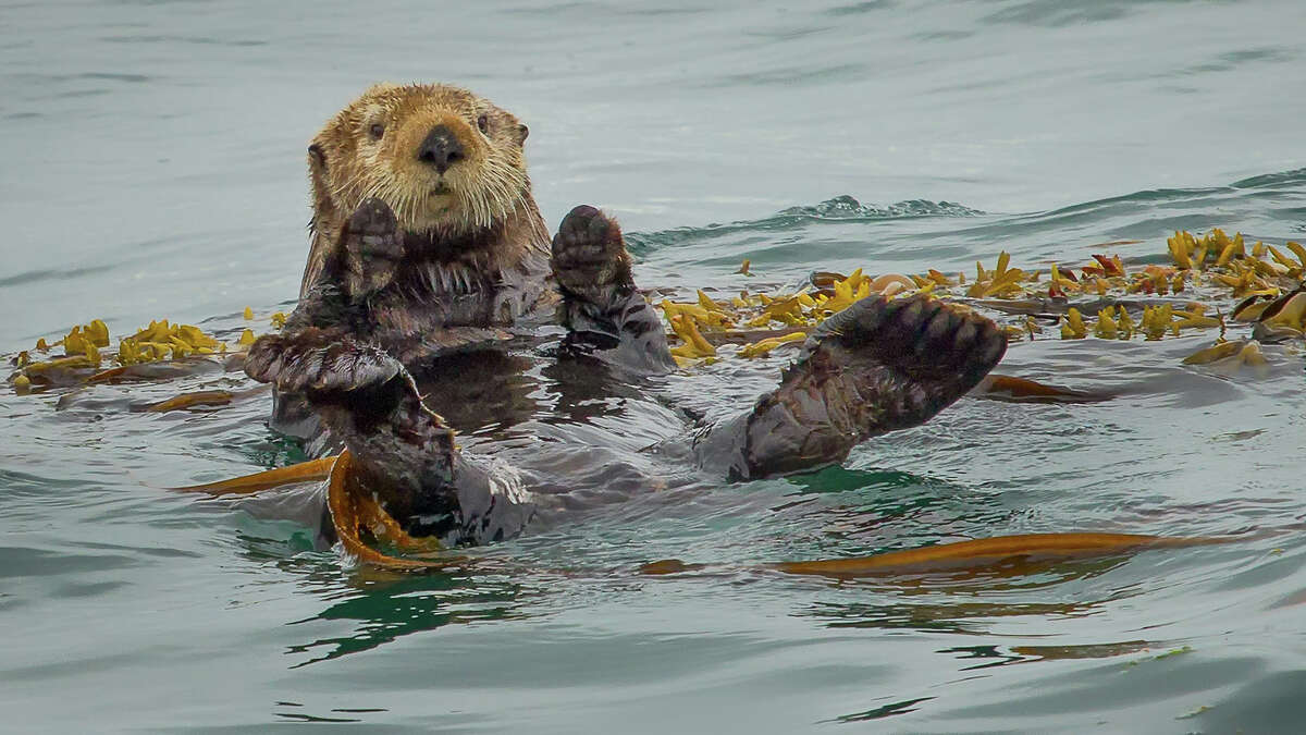 Let's celebrate Sea Otter Awareness Week