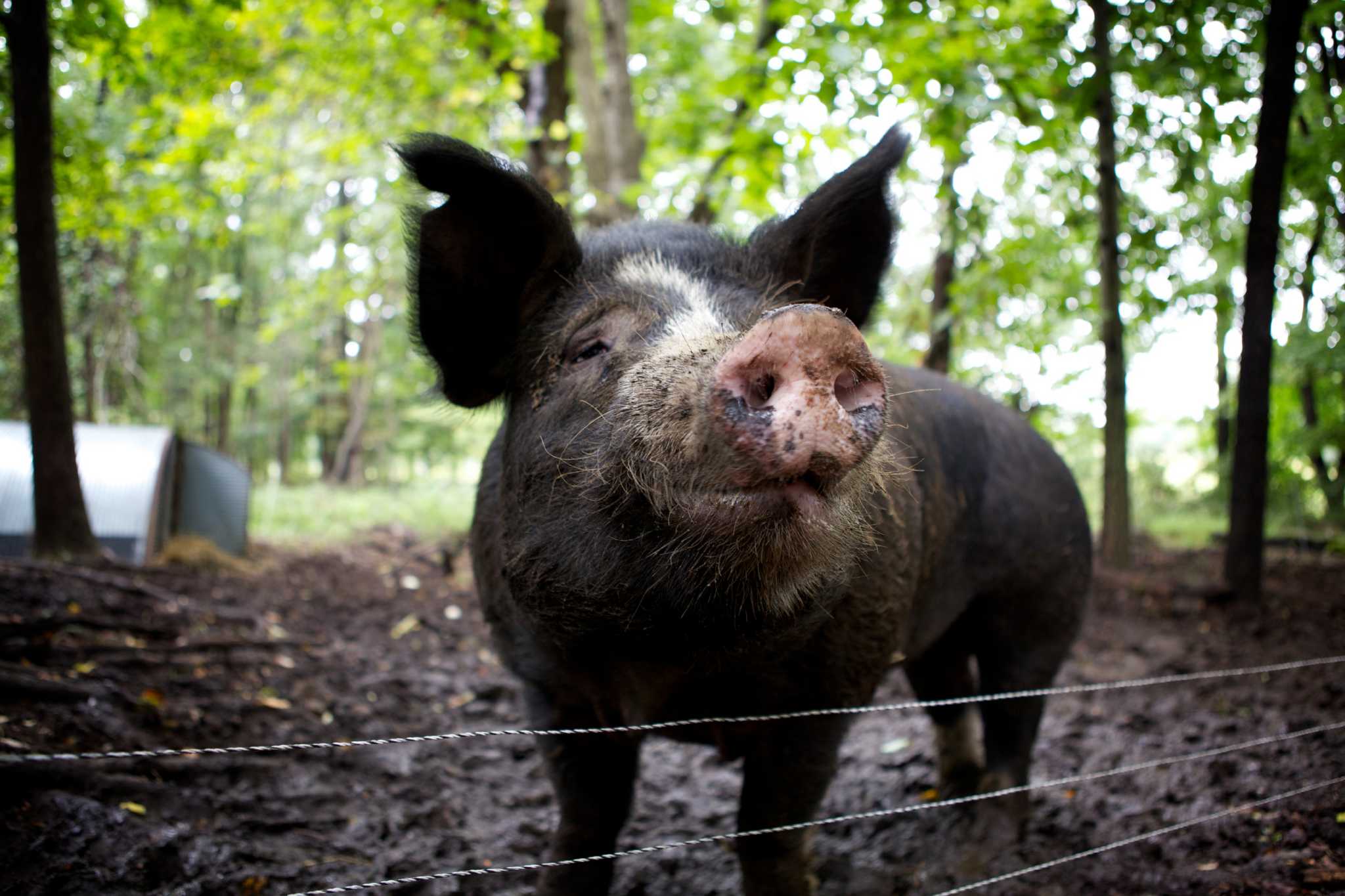 A sustainable farming vision