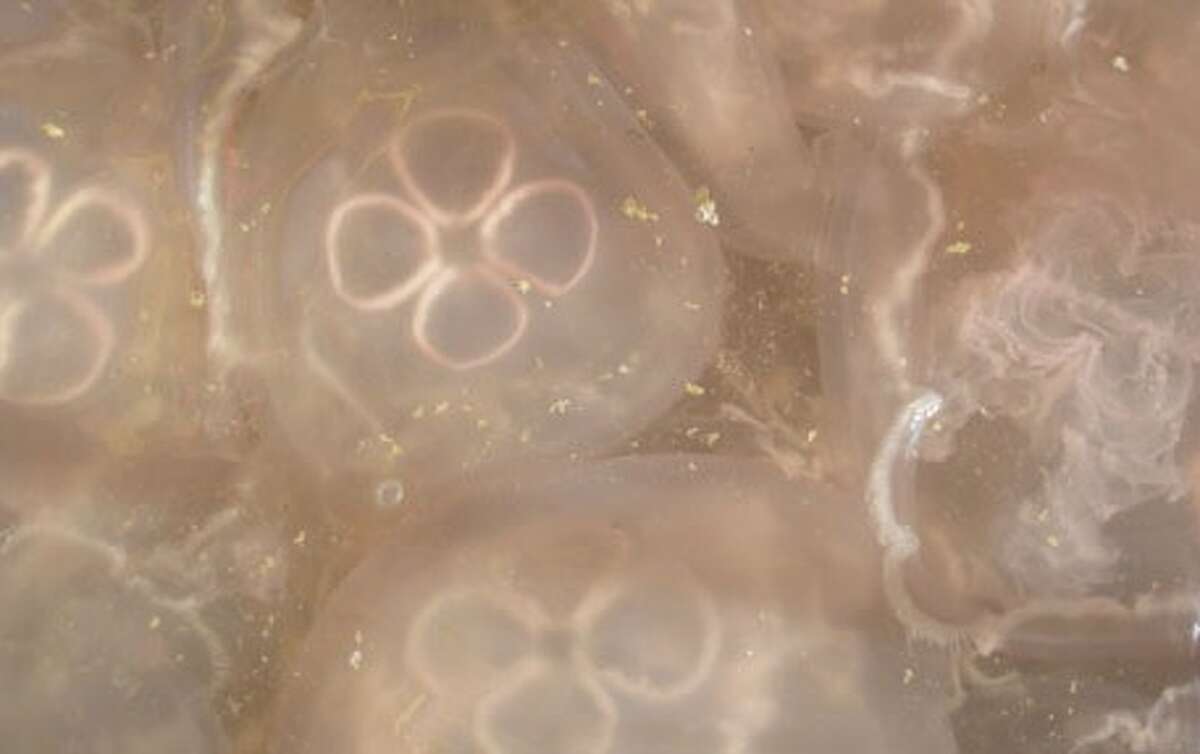 Thick jellyfish swarming Texas Gulf Coast