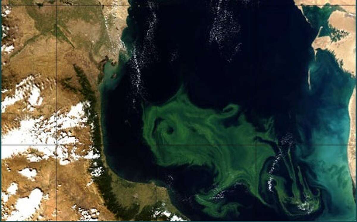 Thick jellyfish swarming Texas Gulf Coast