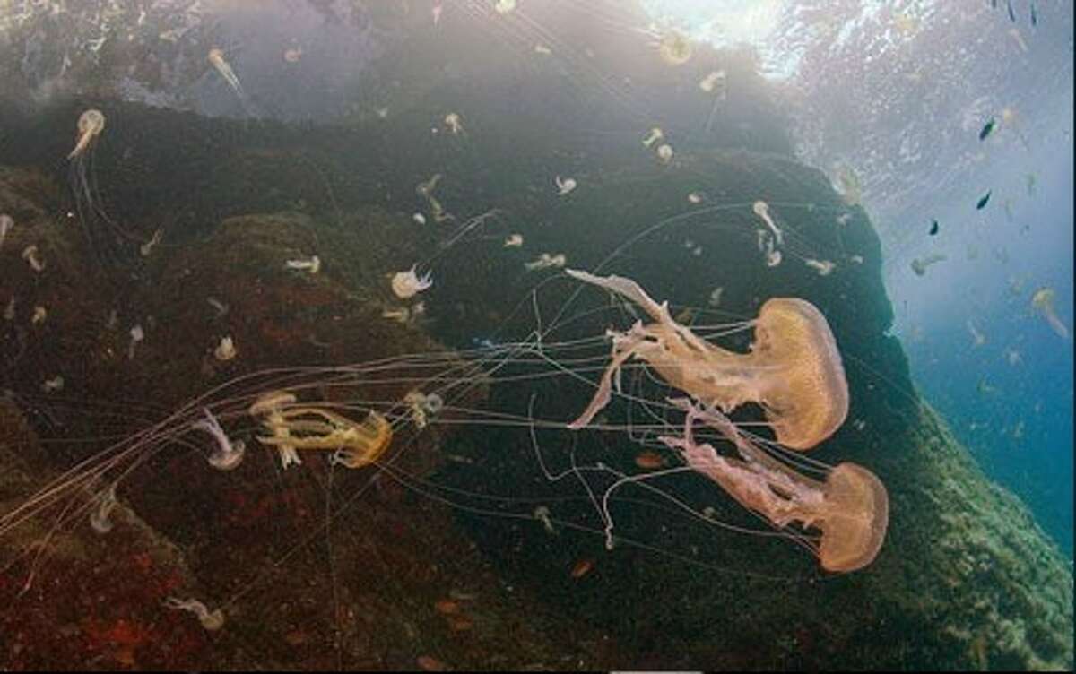 Thick jellyfish swarming Texas Gulf Coast