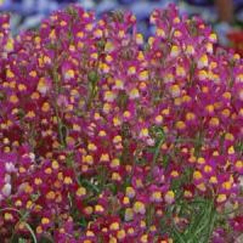 City's top gardener lists her best bets for Houston area - Houston ...