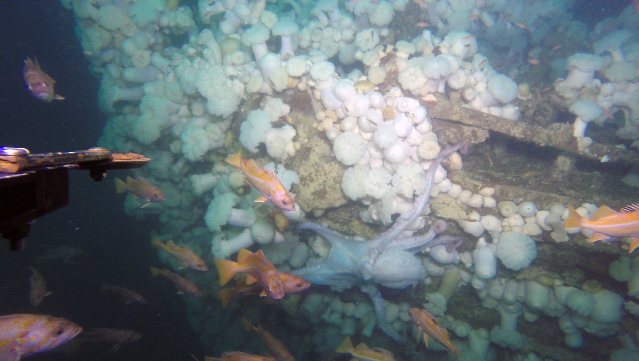 S.F. next door to ocean wilderness filled with beauty and beasts