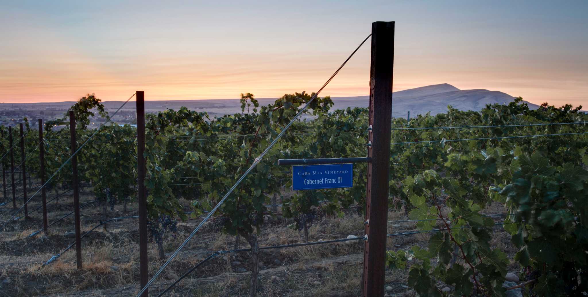 A sweet, but tricky, year for Washington’s red wines
