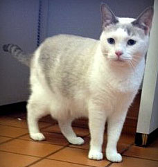 Josie the cat still looking for a happy home