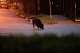 Harris County, city of Houston to meet over stray animal problem