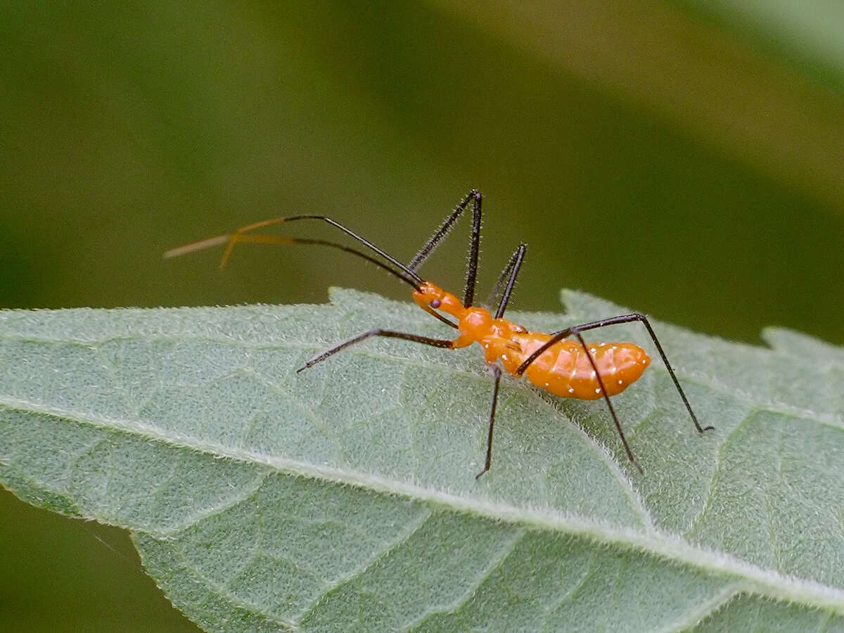 Milkweed Assassin Bug Bite