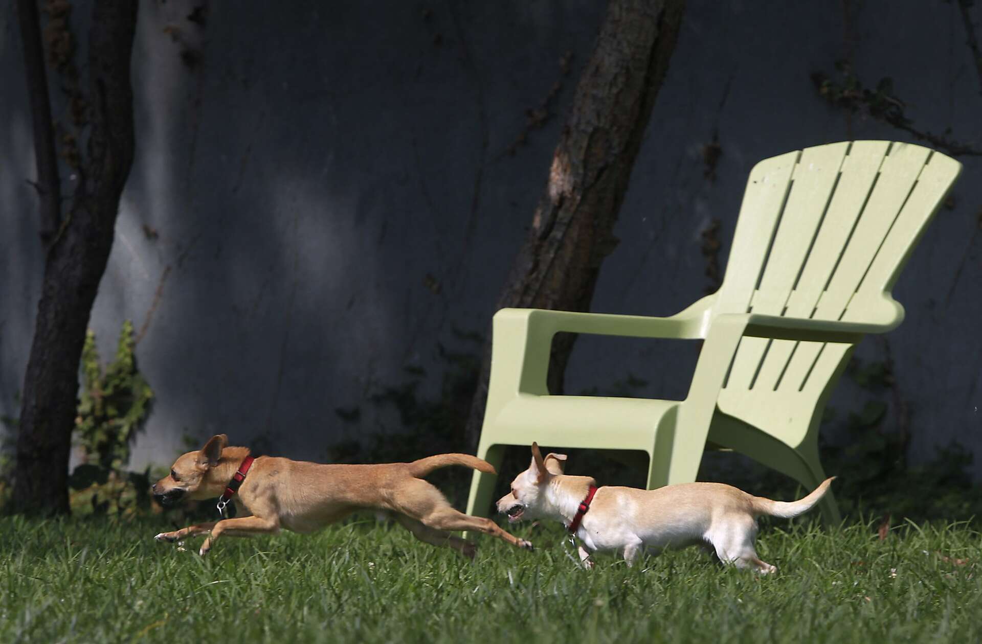Thousands of stray Chihuahuas roam Bay Area neighborhoods