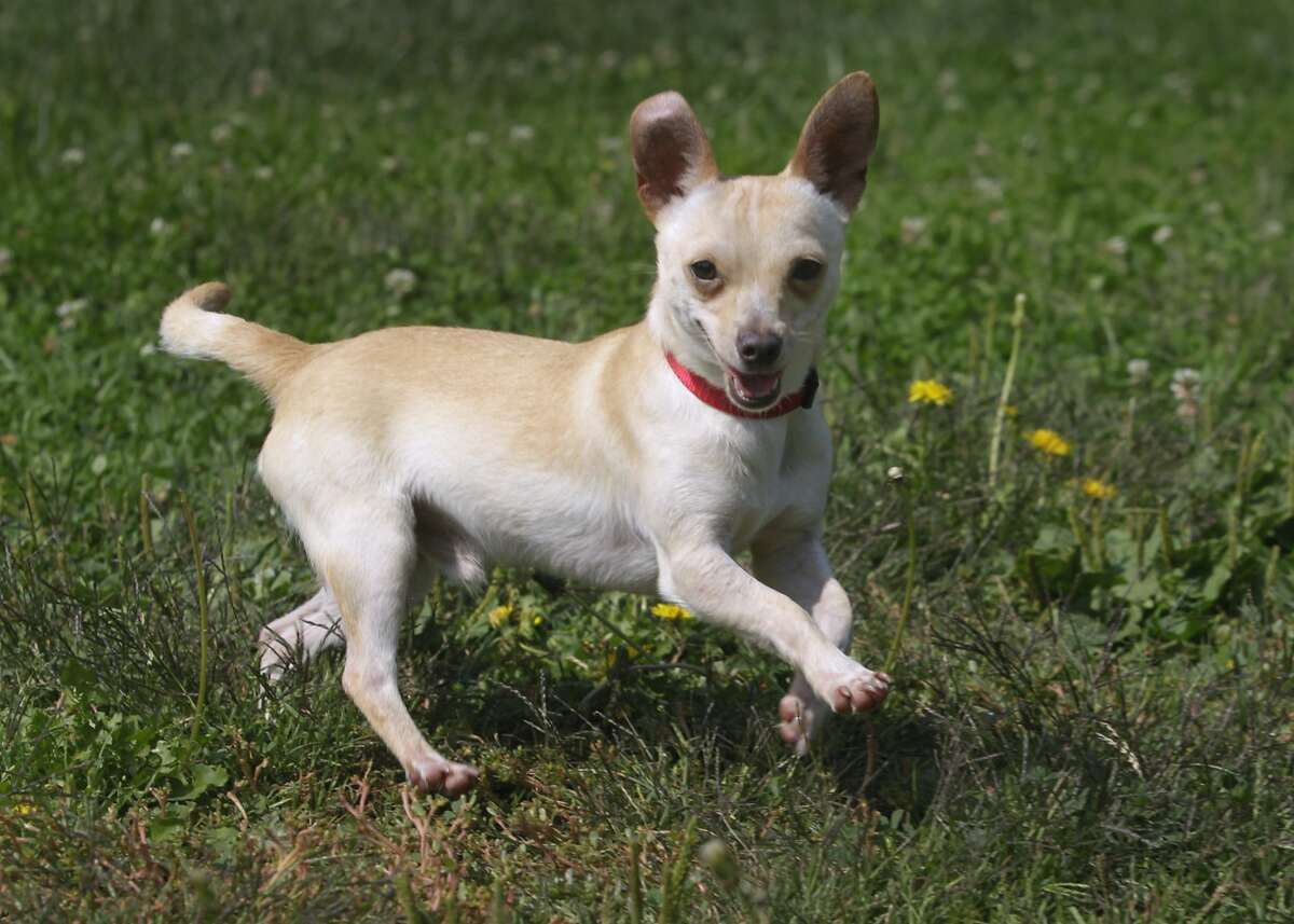 Thousands of stray Chihuahuas roam Bay Area neighborhoods