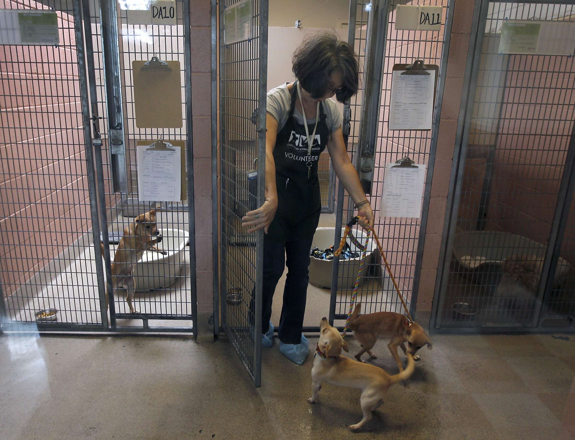 Thousands of stray Chihuahuas roam Bay Area neighborhoods