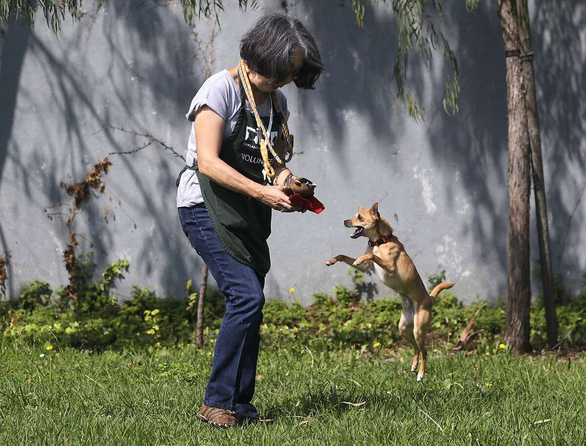Thousands of stray Chihuahuas roam Bay Area neighborhoods
