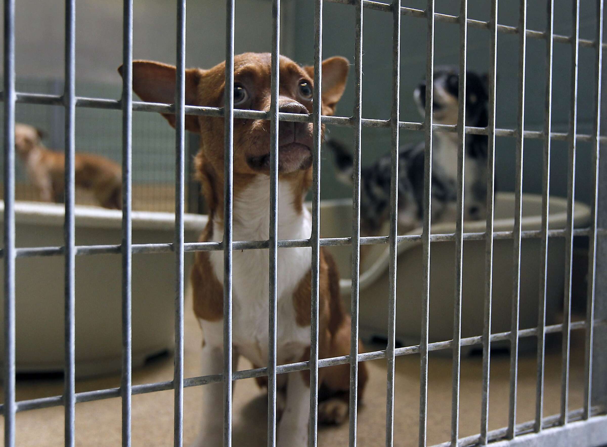 Thousands of stray Chihuahuas roam Bay Area neighborhoods