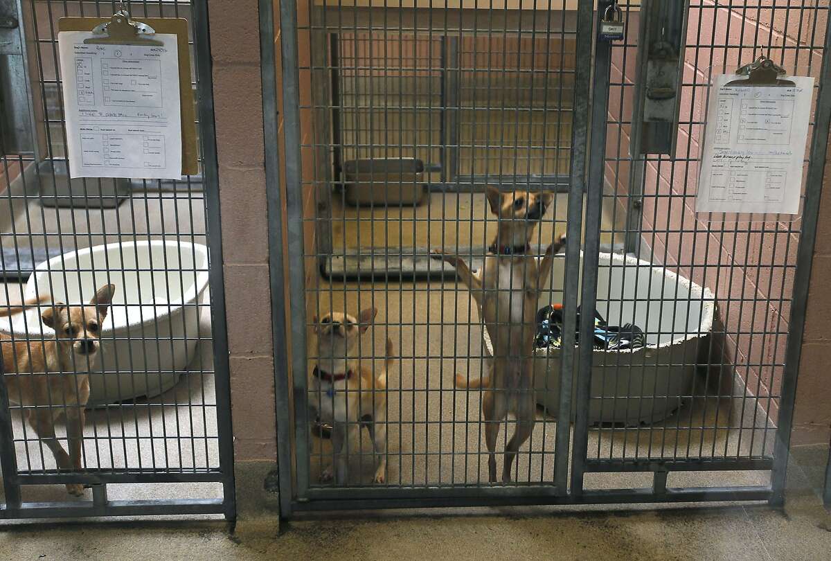 Thousands of stray Chihuahuas roam Bay Area neighborhoods