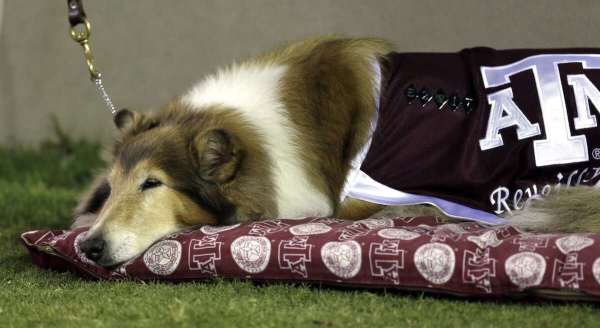 Collie from Ohio to serve as Texas A&M's next mascot