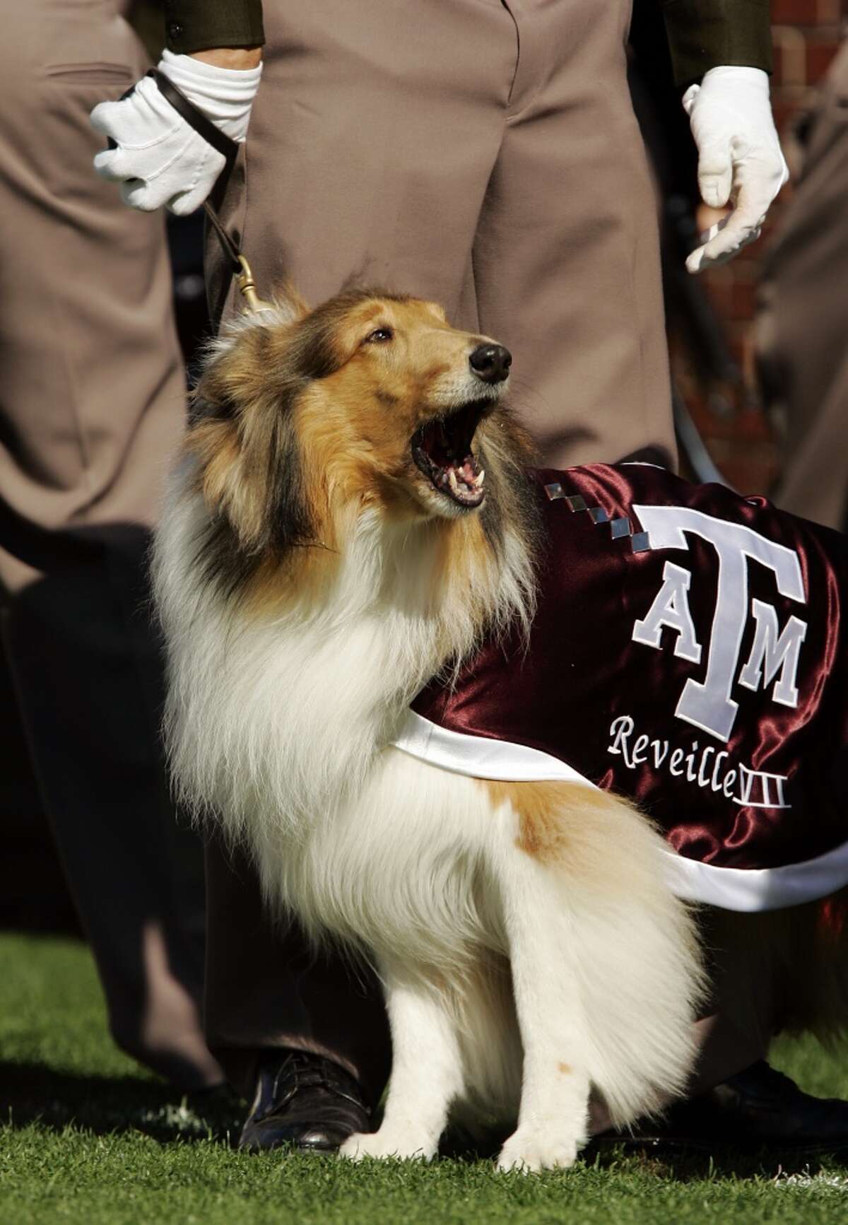 Collie from Ohio to serve as Texas A&M's next mascot