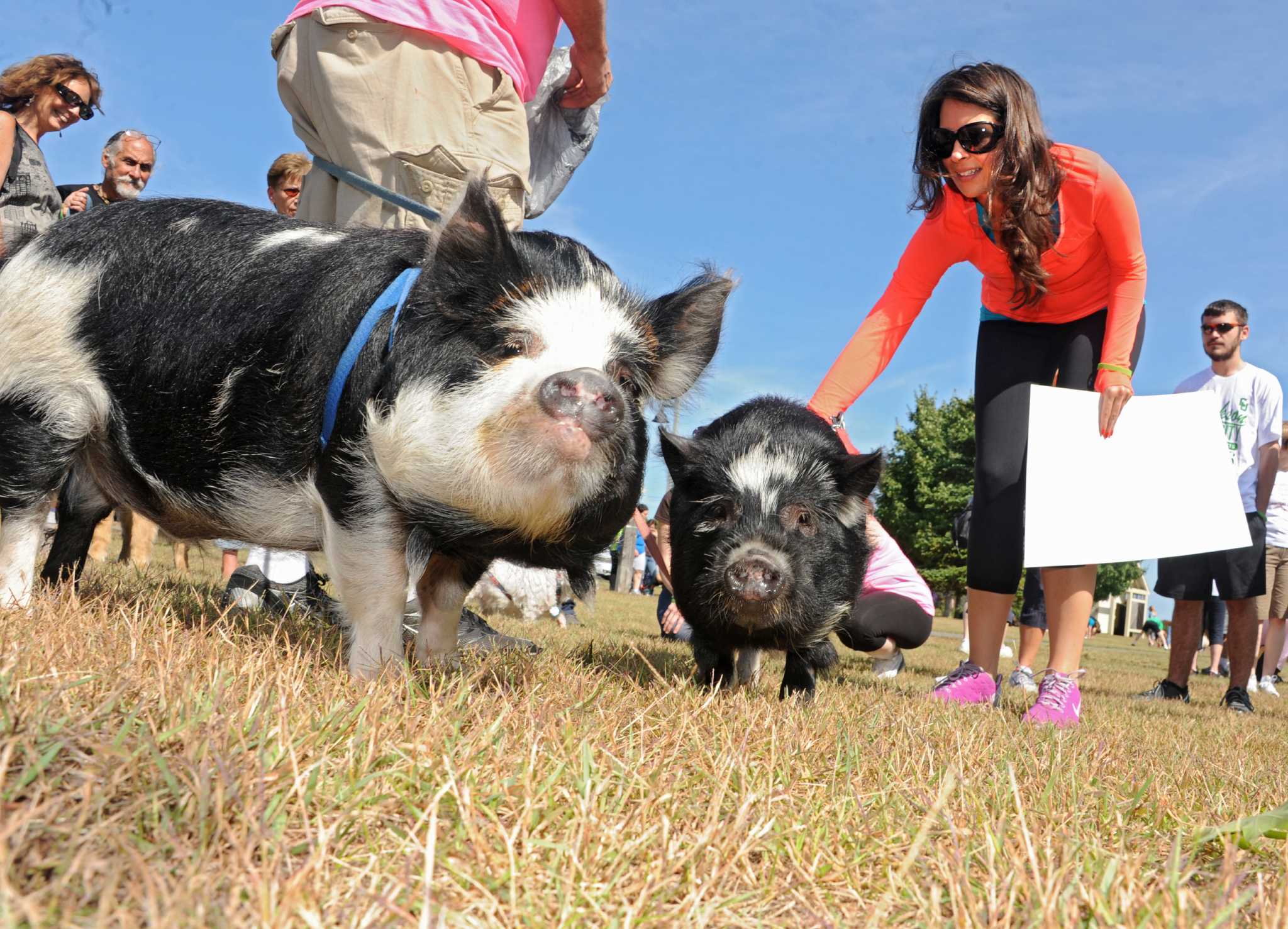 Photos, video: Albany Walk for Farm Animals