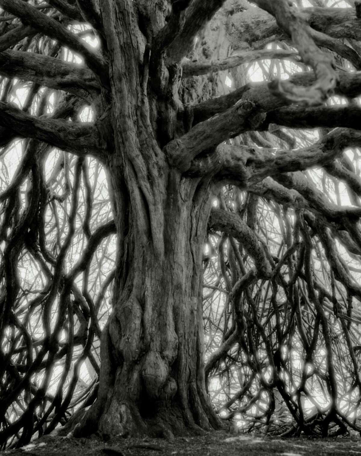 Beth Moon found her calling in photographing 'Ancient Trees’