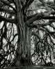 'Ancient Trees: Portraits of Time,’ by Beth Moon: review