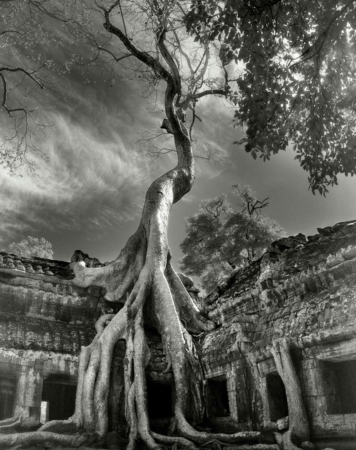 'Ancient Trees: Portraits of Time,’ by Beth Moon: review