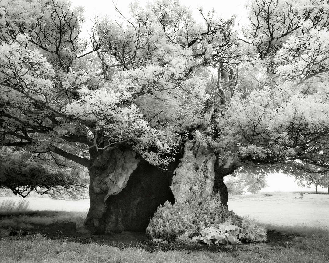 'Ancient Trees: Portraits of Time,’ by Beth Moon: review