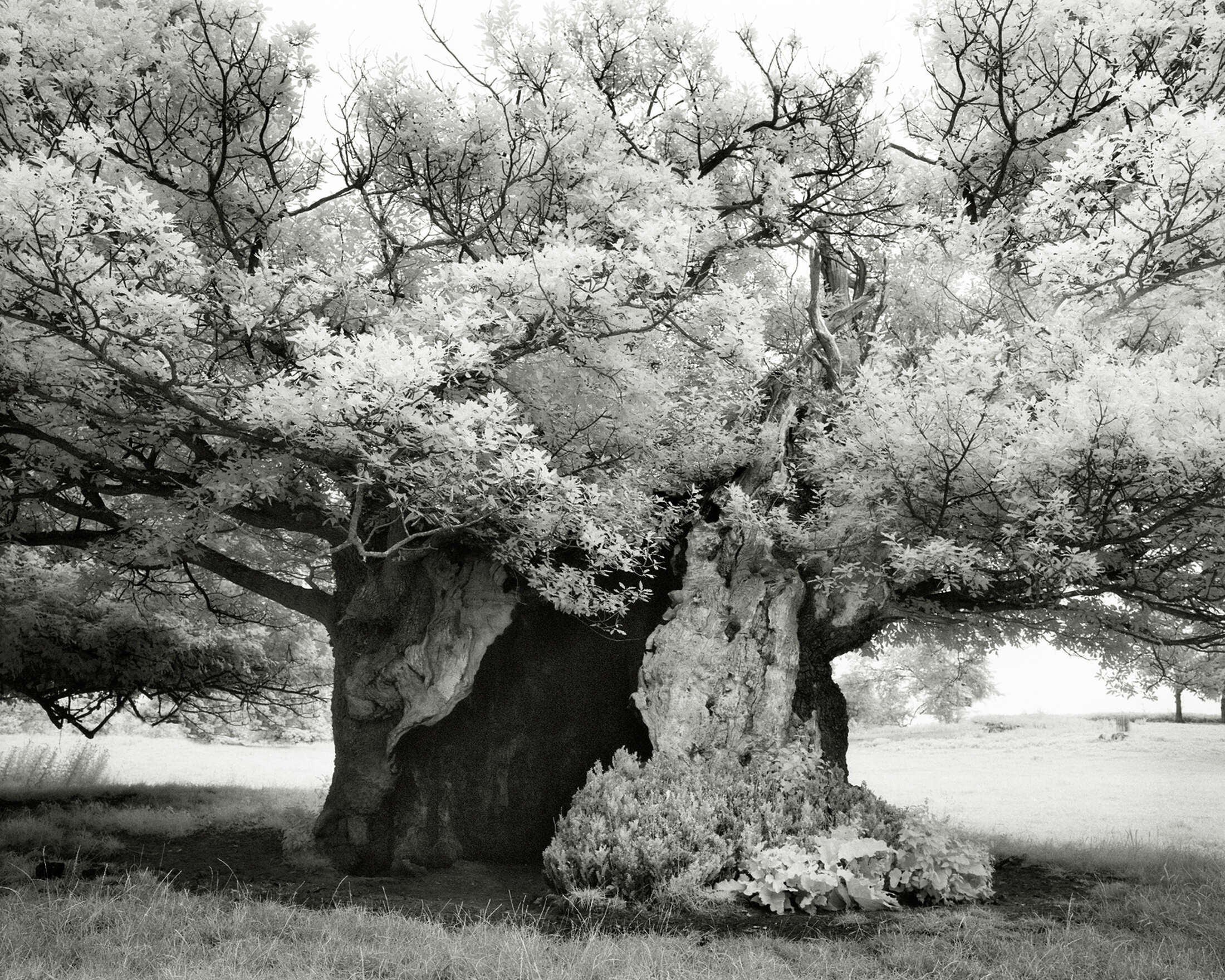 Beth Moon found her calling in photographing 'Ancient Trees’