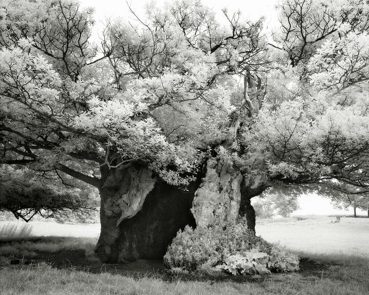 'Ancient Trees: Portraits of Time,’ by Beth Moon: review