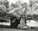 Beth Moon found her calling in photographing 'Ancient Trees’