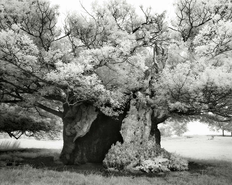 'Ancient Trees: Portraits of Time,’ by Beth Moon: review