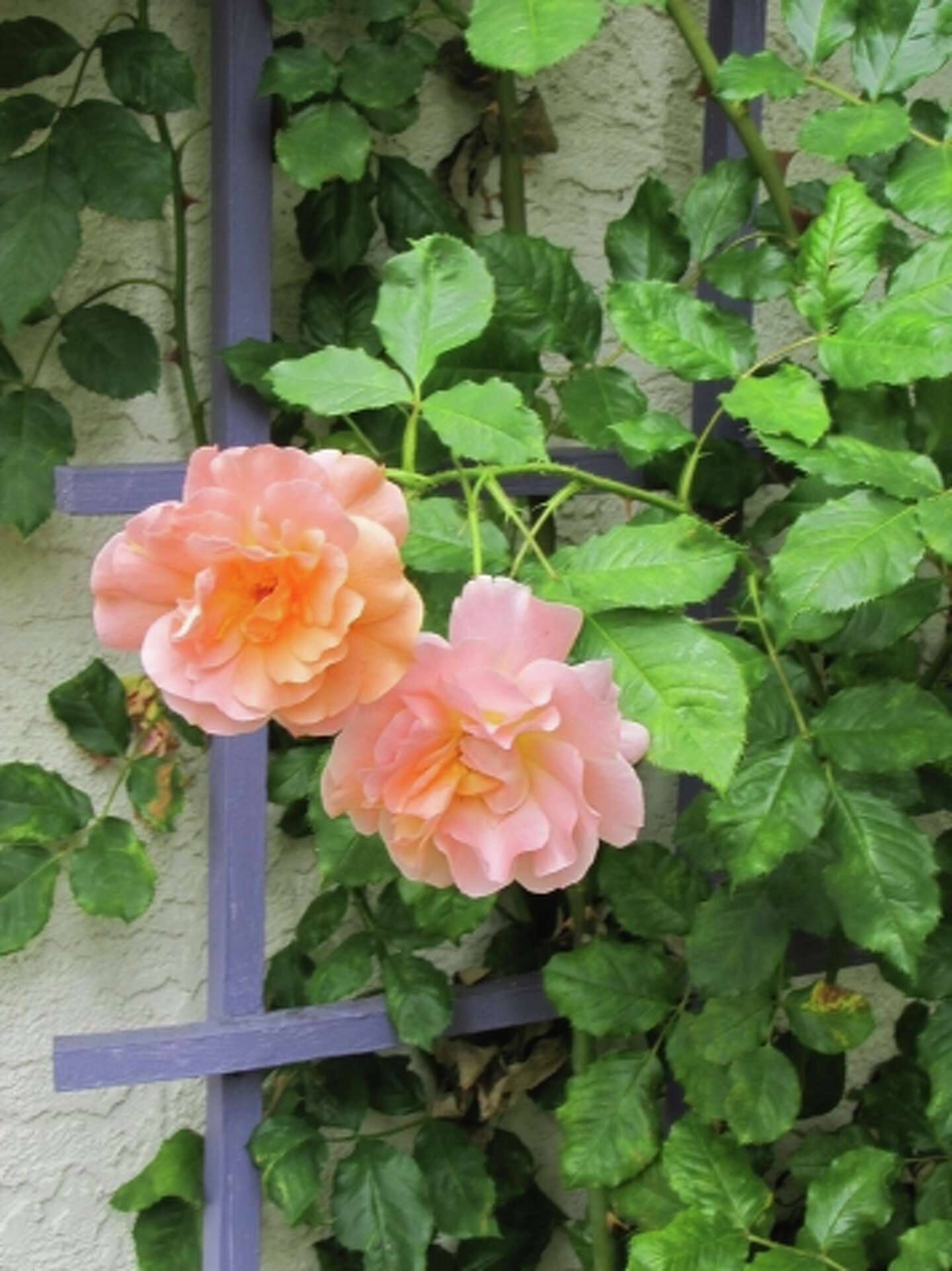 Go visionary in small yard — add art, color, personality