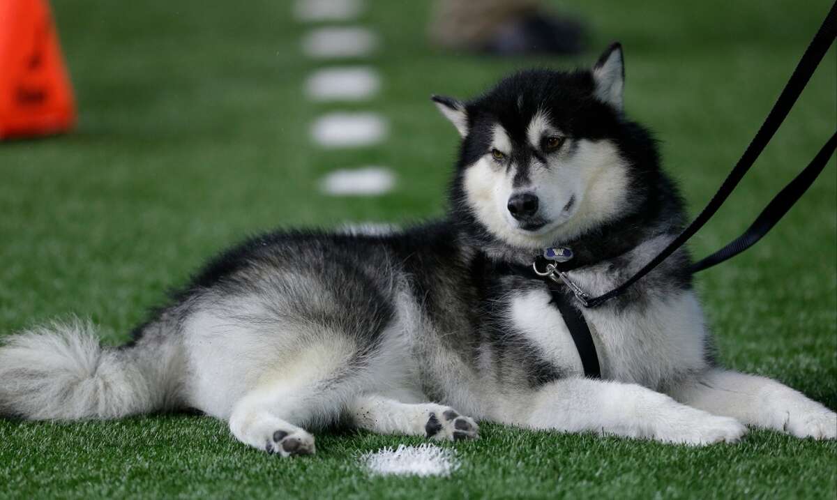 Seattle's top dog names - and assorted awesome ones