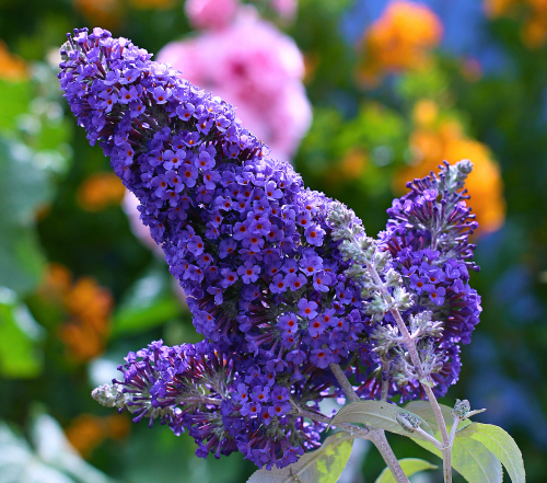 Nectar-rich dwarf butterfly bushes add vibrant cones of color
