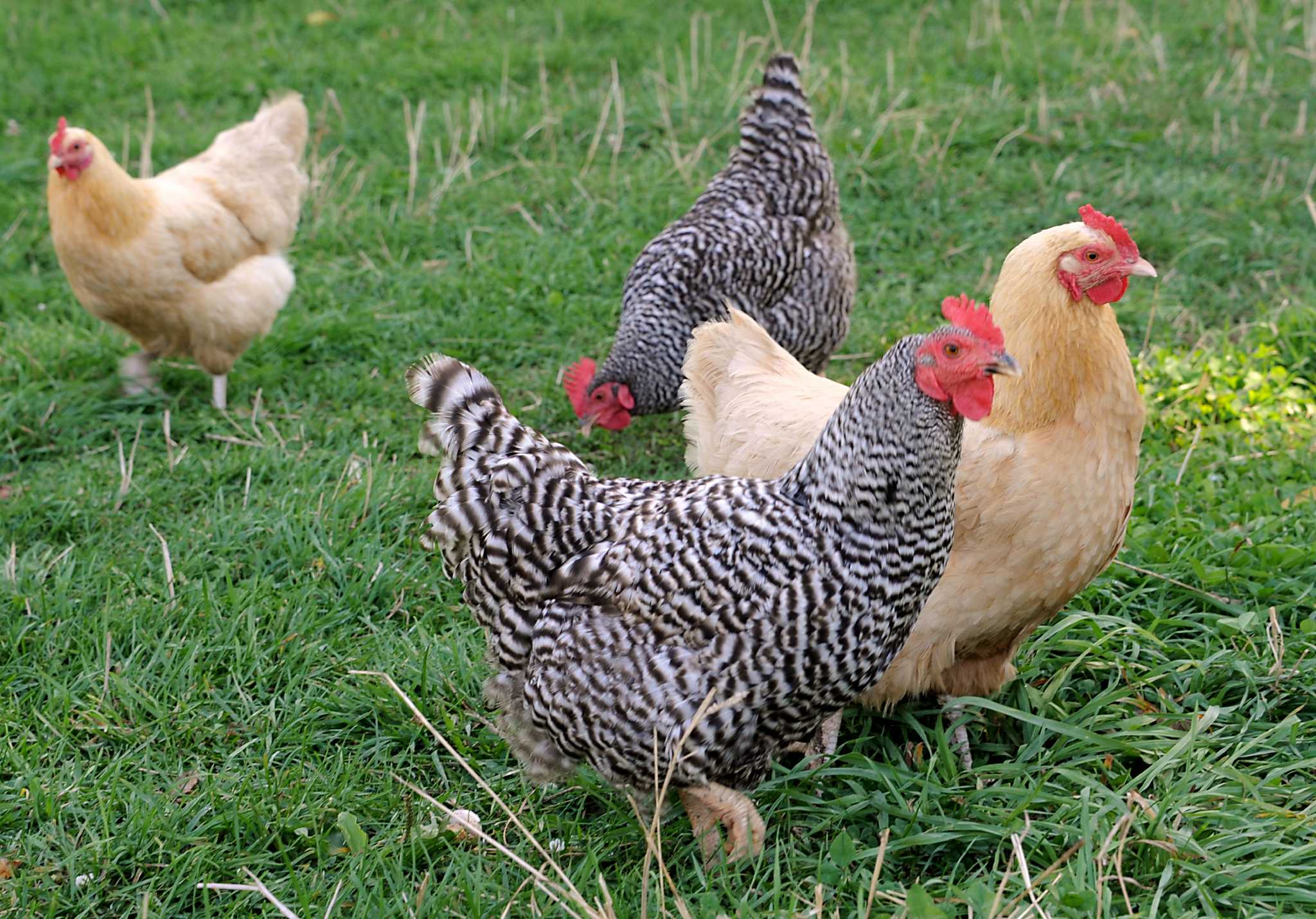Headless chickens heighten Sacramento dead-animal mystery