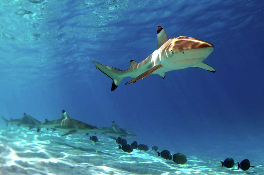 Ocean photographer Clark Little's stunning new collection - SFGate