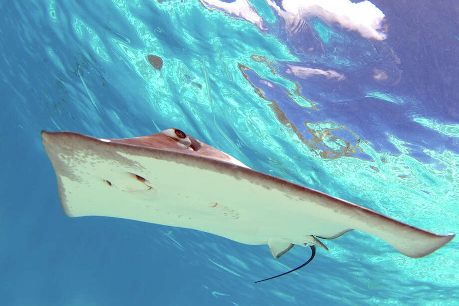 Ocean photographer Clark Little's stunning new collection - SFGate