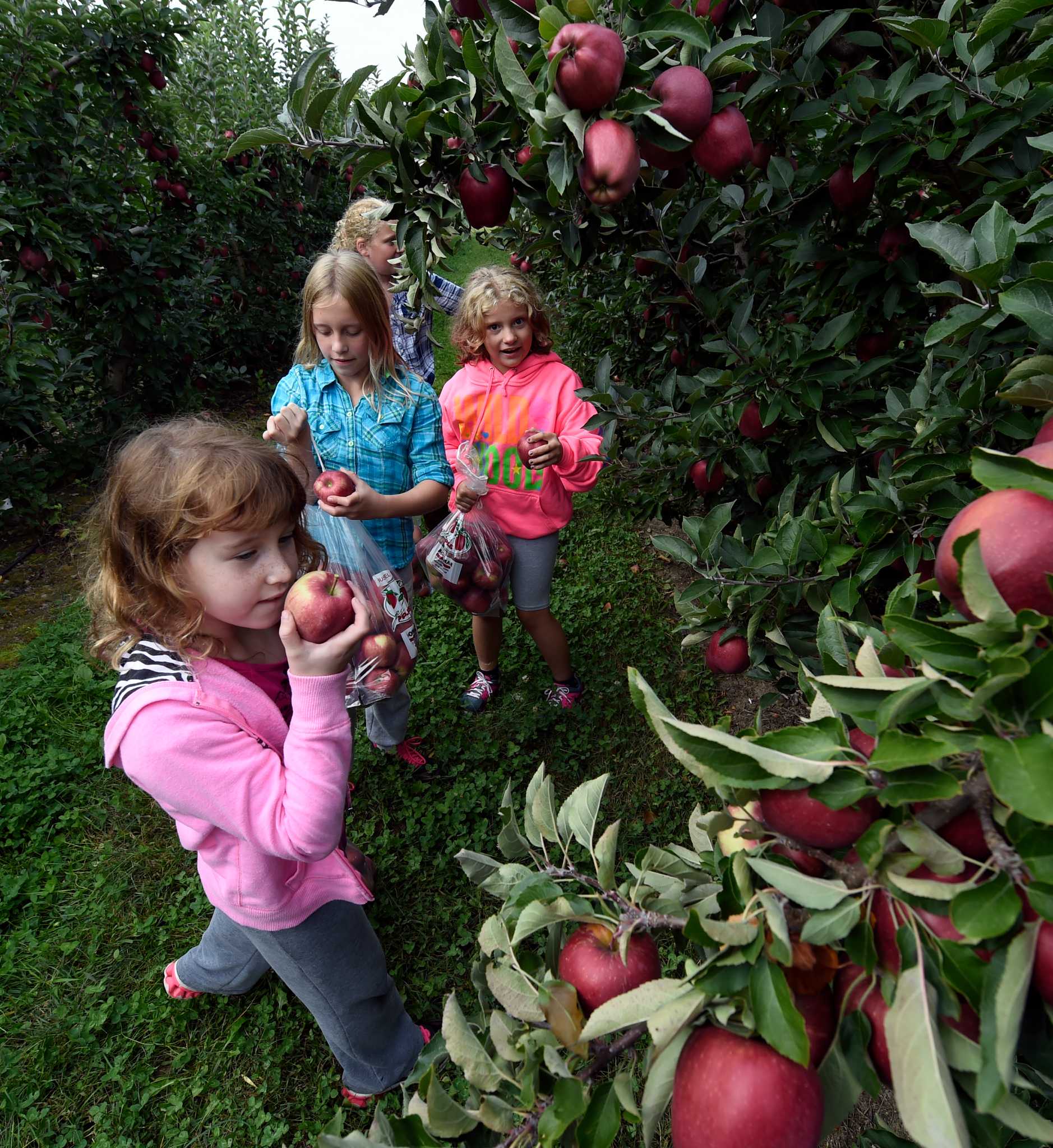 Photos: Apple-picking season