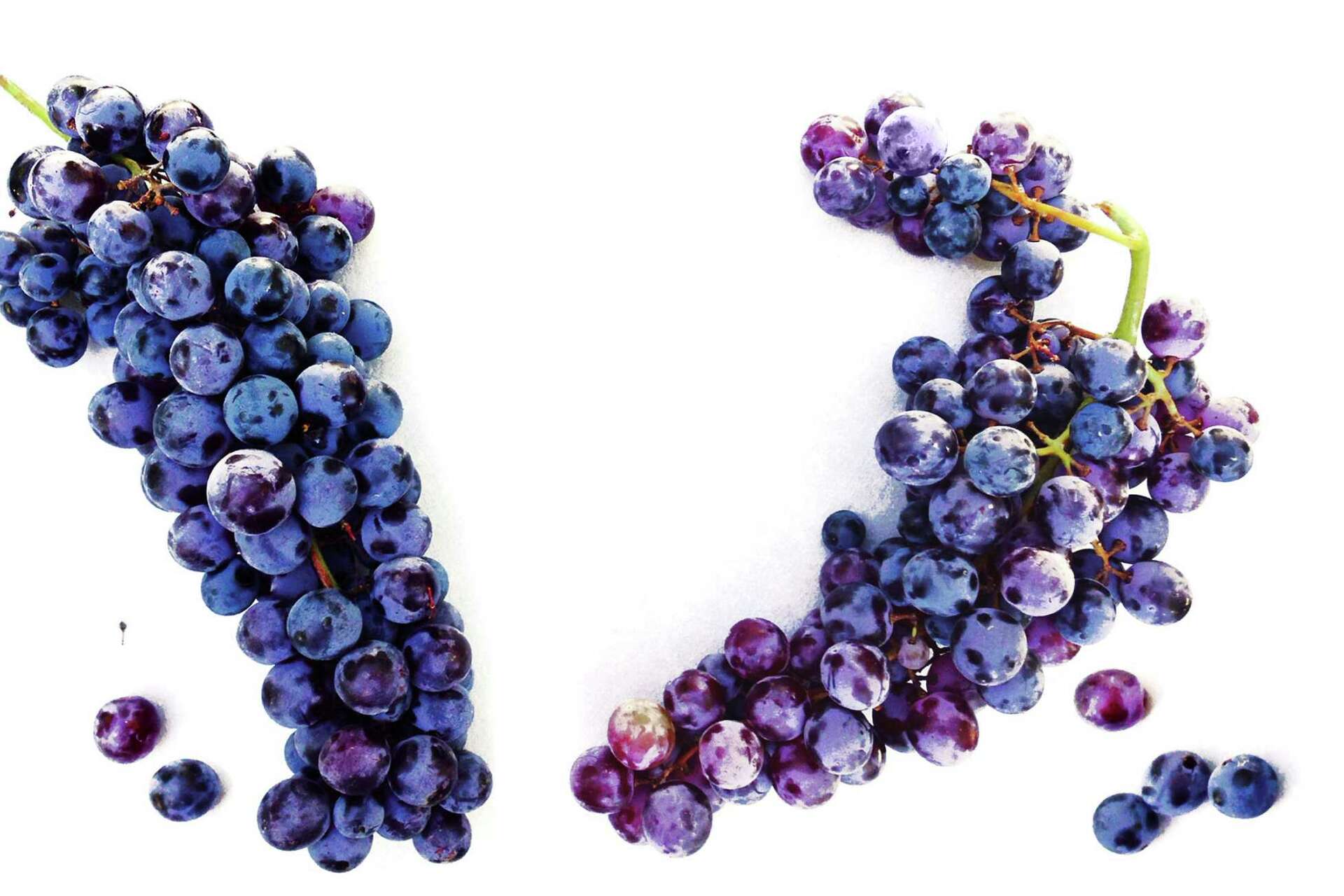 Thomcord grapes ripe for the picking