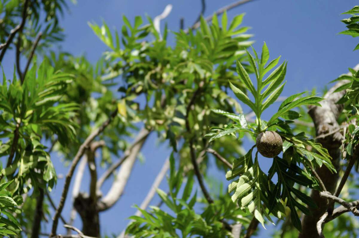 No cookie-cutter holiday in St. Vincent and the Grenadines