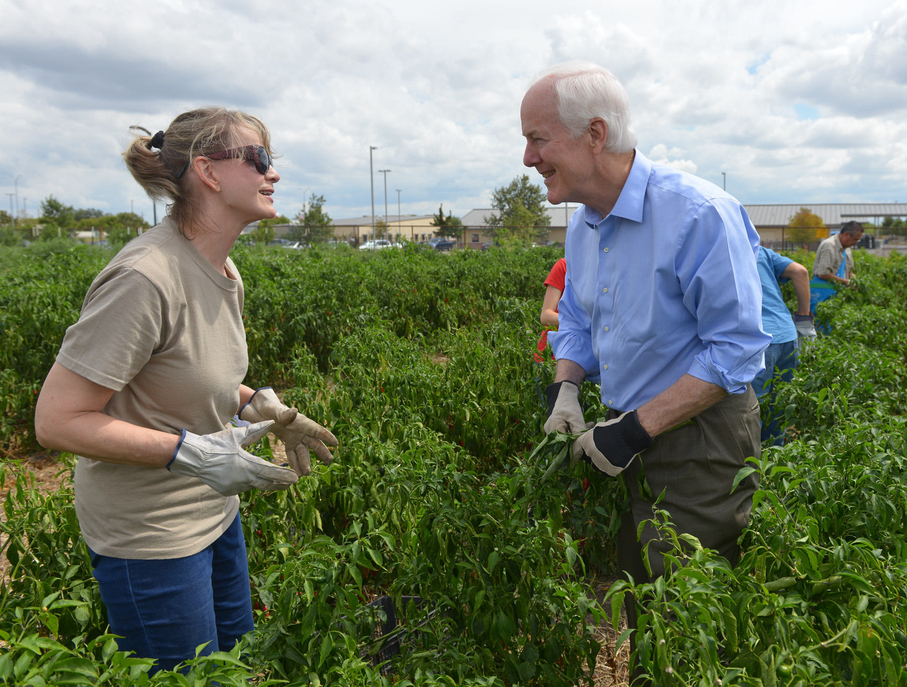 Senator offers helping hand at food bank harvest