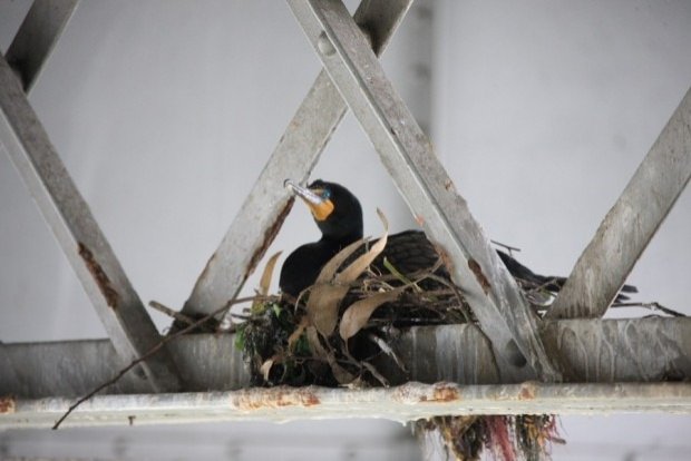 Spending soars higher on relocation of Bay Bridge’s birds