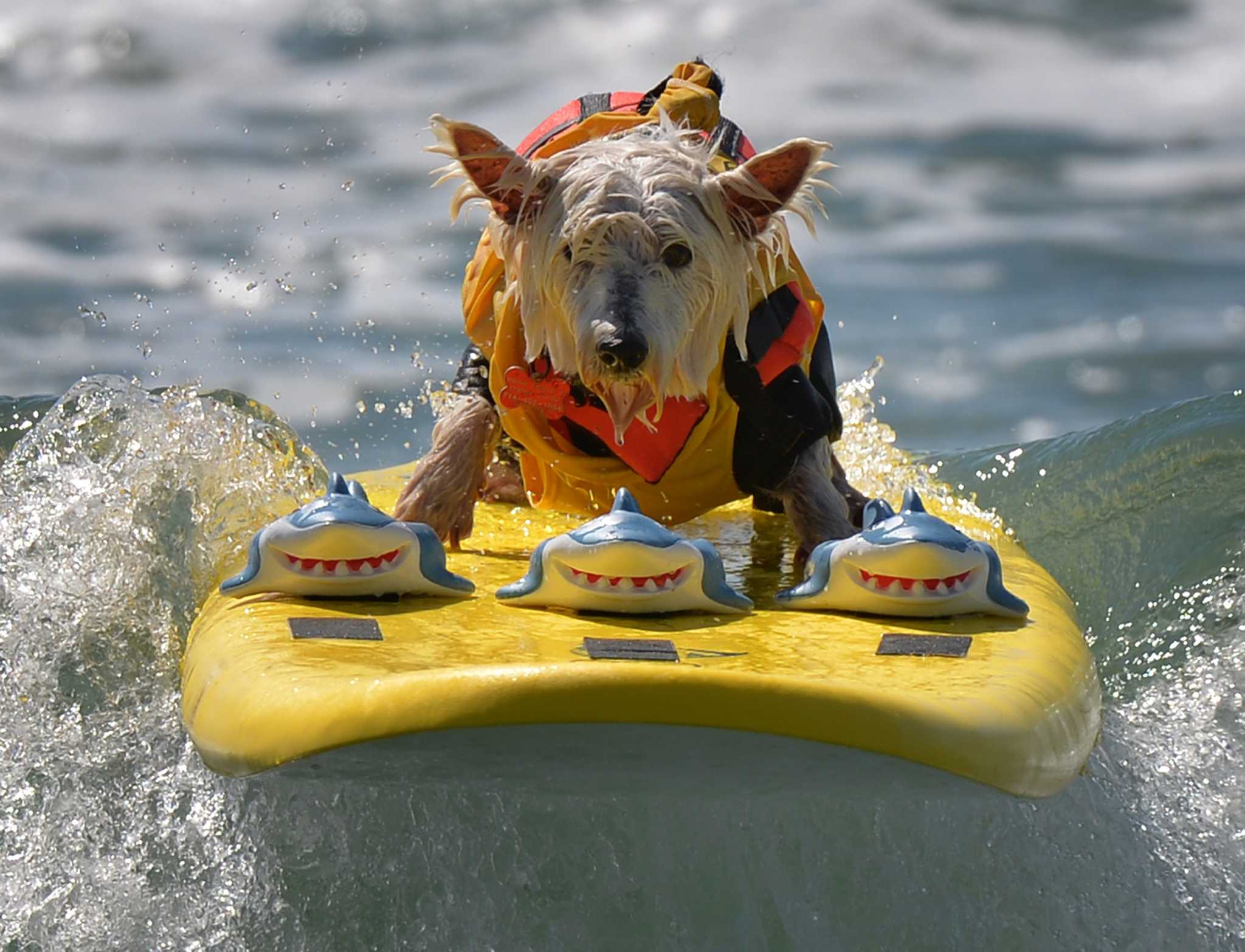Surfing Dogs Competition surfing-dogs-competition