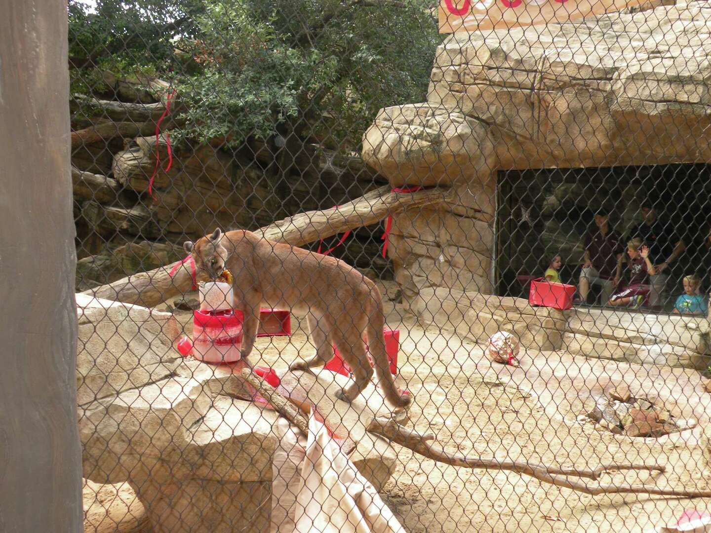 UH mascot Shasta celebrates wild birthday at Houston Zoo