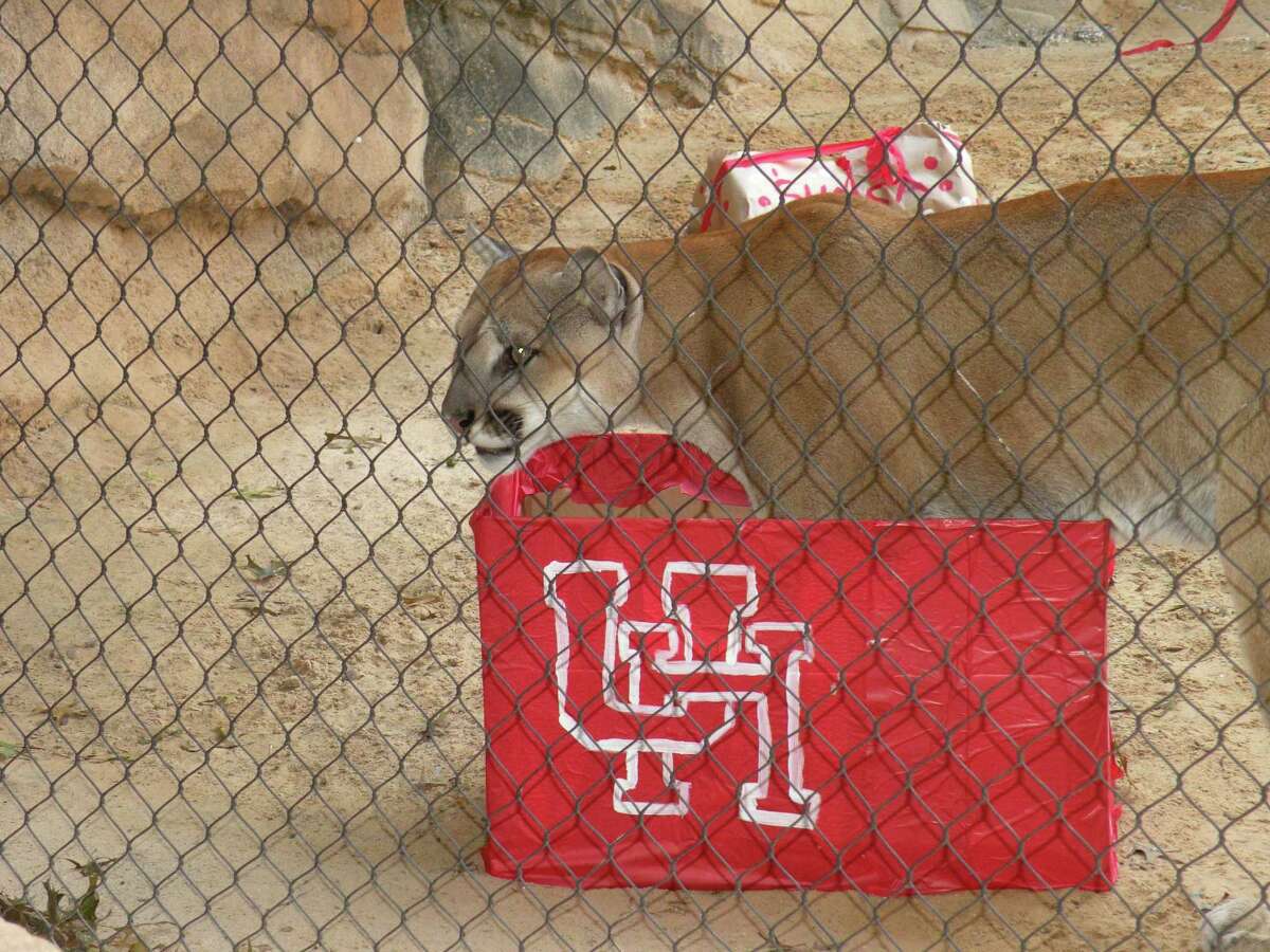 UH mascot Shasta celebrates wild birthday at Houston Zoo