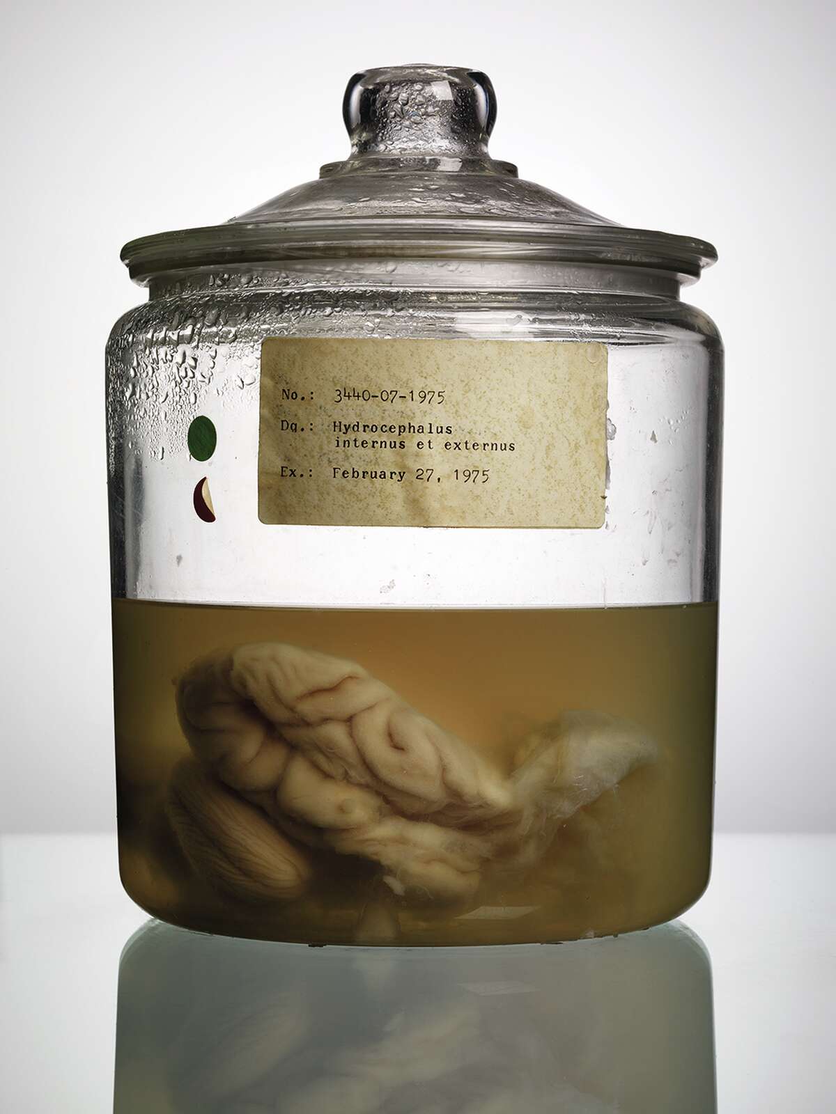 48 hilarious reactions on Twitter to missing brains at UT