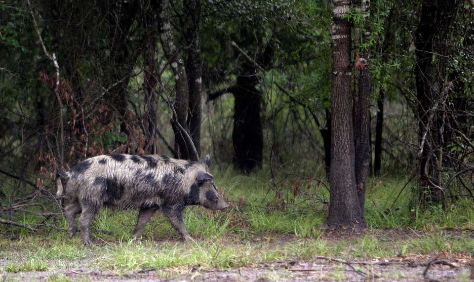 Feral hog capture program aims to protect waterways, feed poor